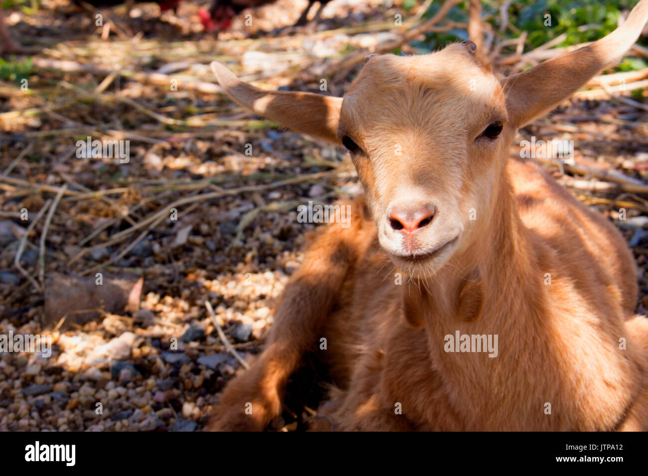 Goat. Beautiful little beige goat. Farm animal Stock Photo - Alamy
