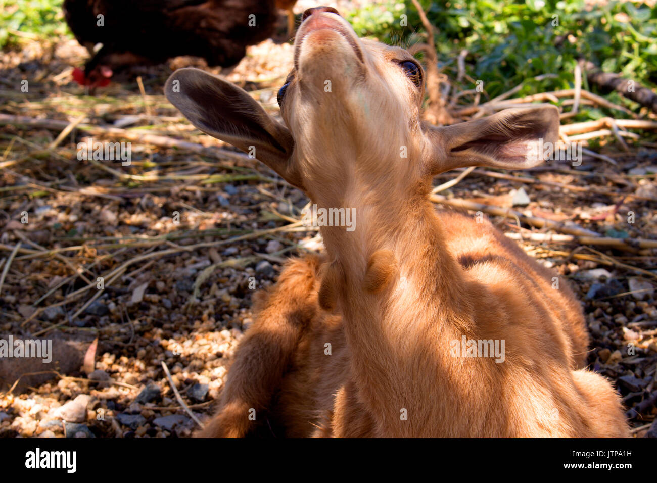 Goat. Beautiful little beige goat. Farm animal Stock Photo - Alamy