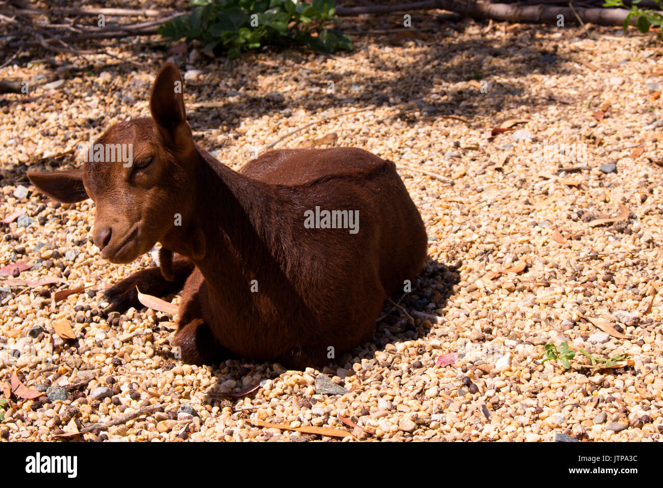 Goat. Beautiful little brown goat. Farm animal Stock Photo - Alamy