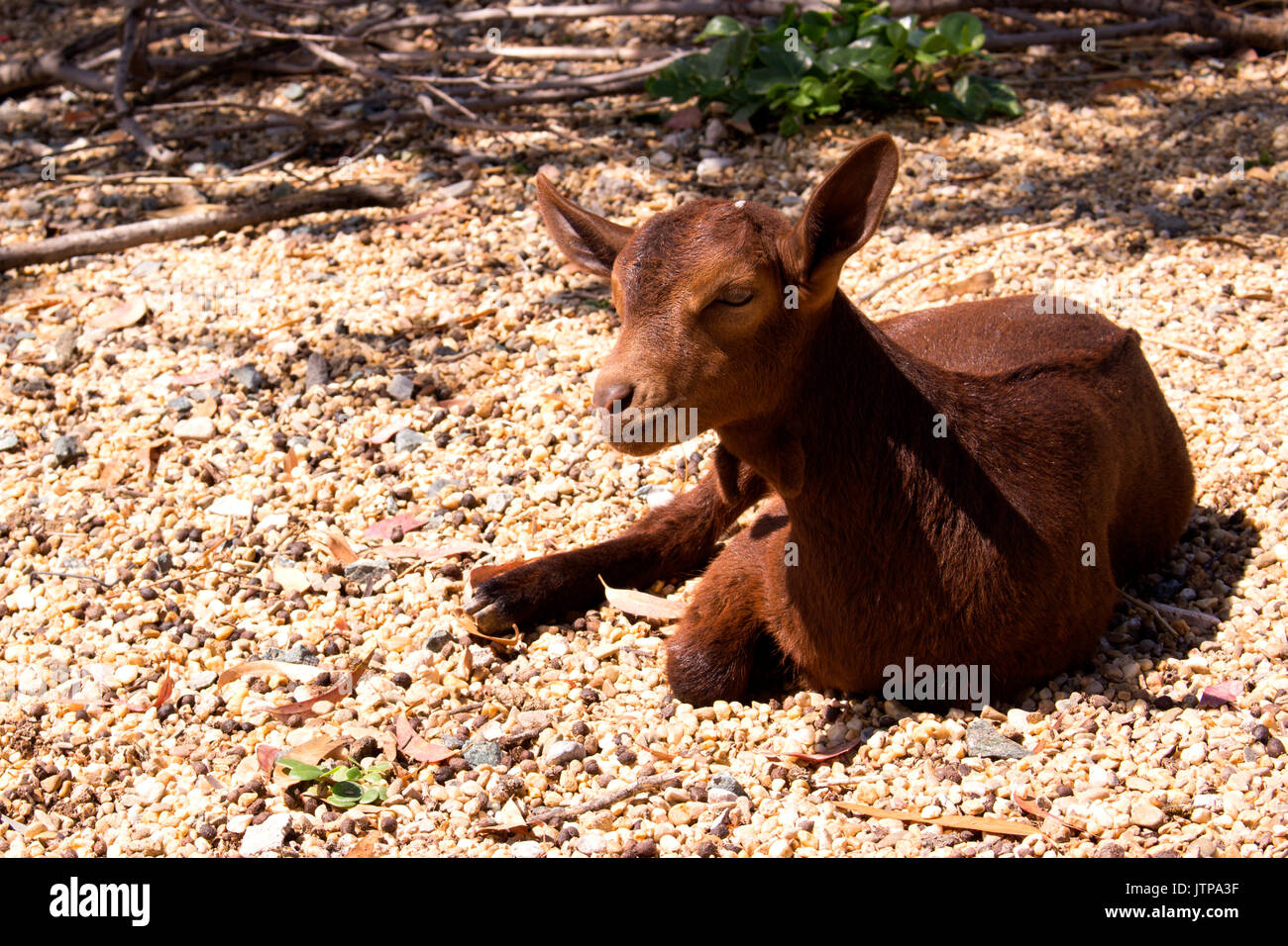 Goat. Beautiful little brown goat. Farm animal Stock Photo - Alamy