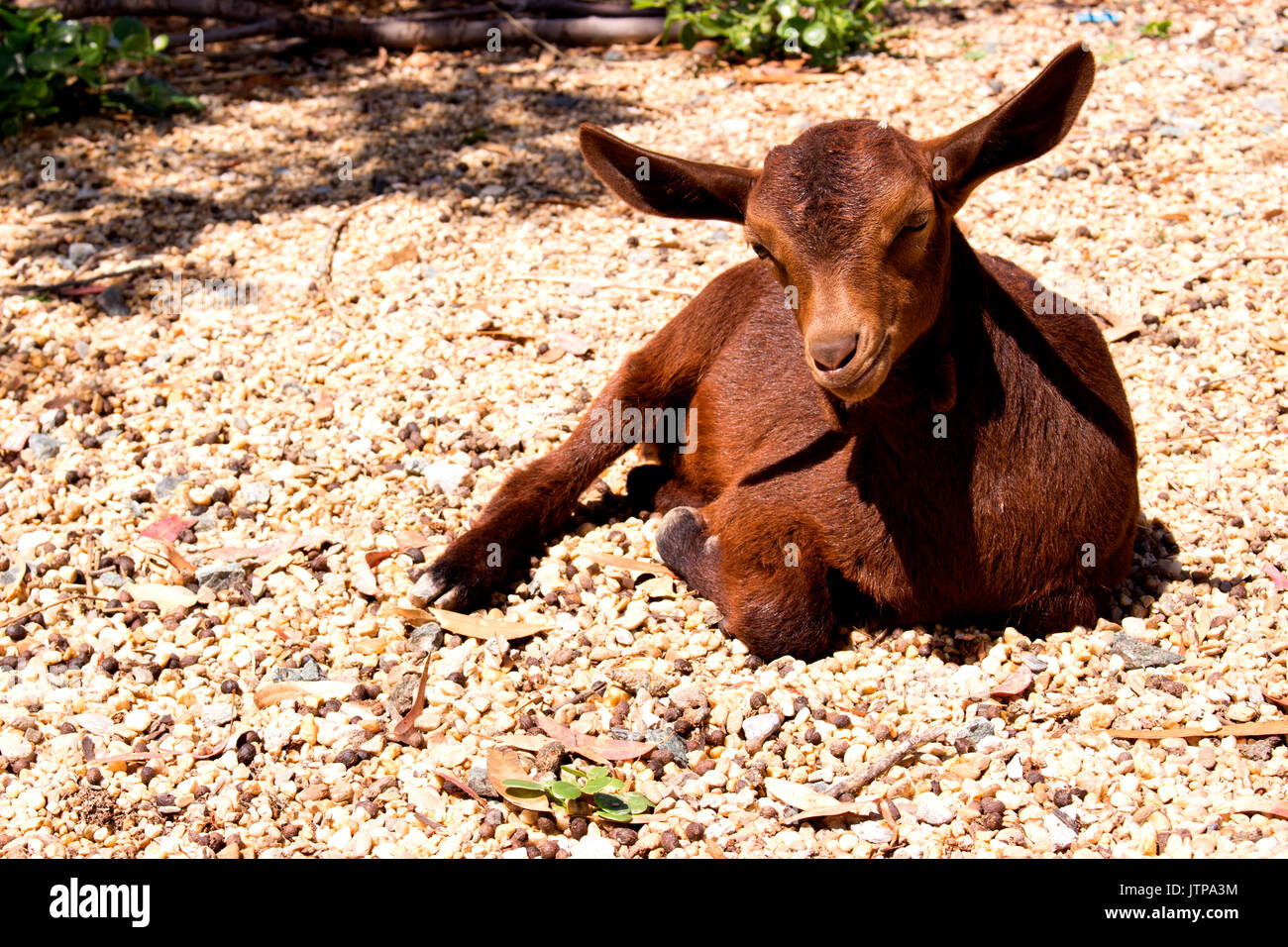 Goat. Beautiful little brown goat. Farm animal Stock Photo - Alamy