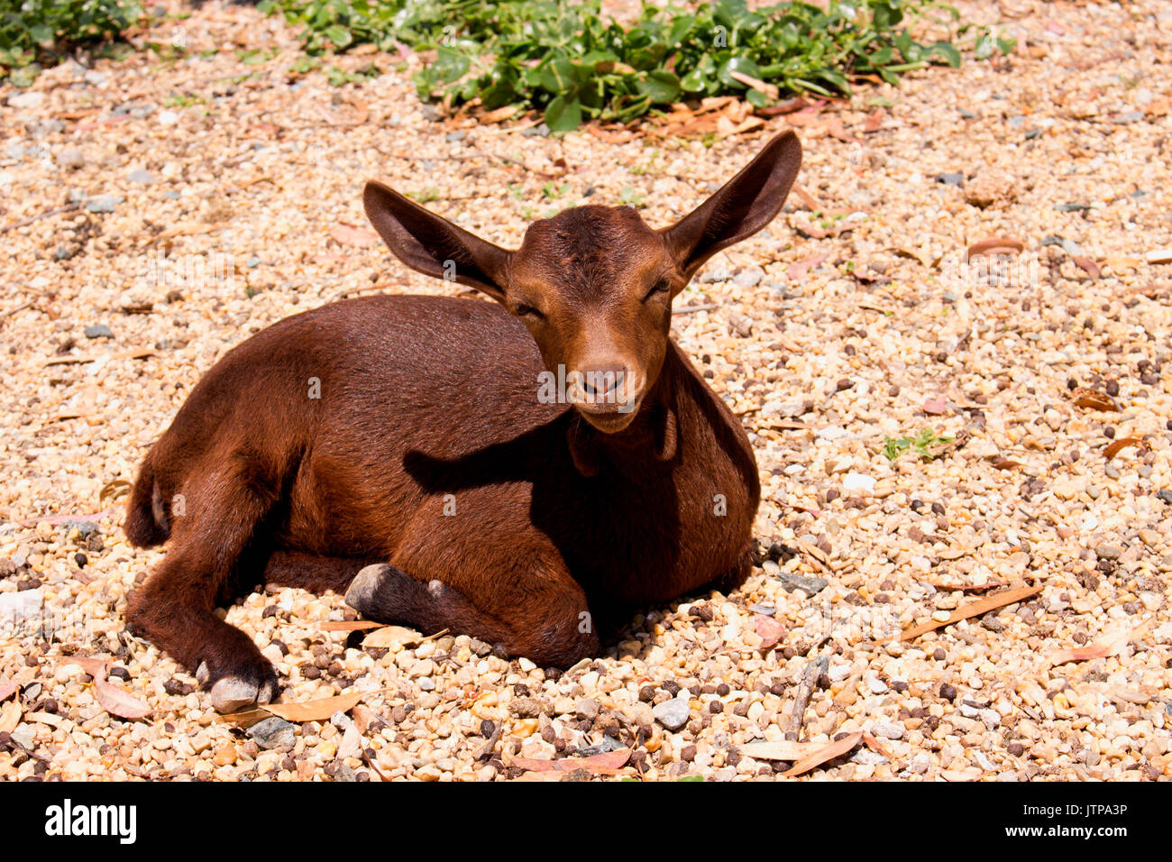 Goat. Beautiful little brown goat. Farm animal Stock Photo - Alamy