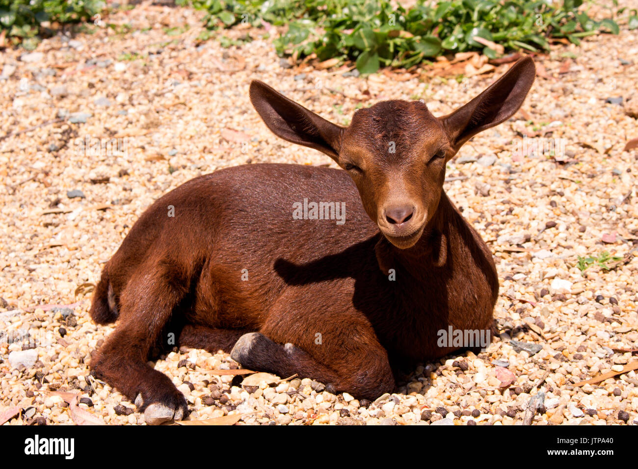 Goat. Beautiful little brown goat. Farm animal Stock Photo - Alamy