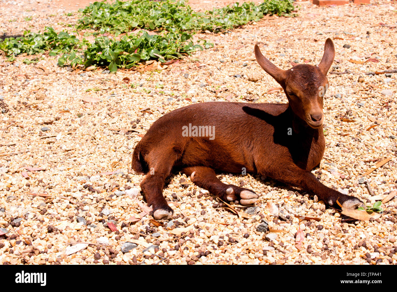 Goat. Beautiful little brown goat. Farm animal Stock Photo - Alamy