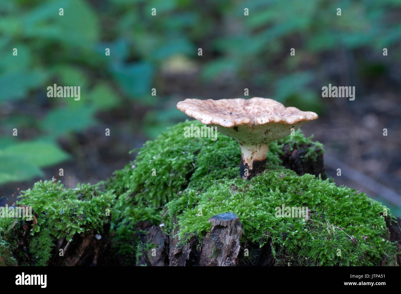 Polyporus tuberaster hi-res stock photography and images - Alamy