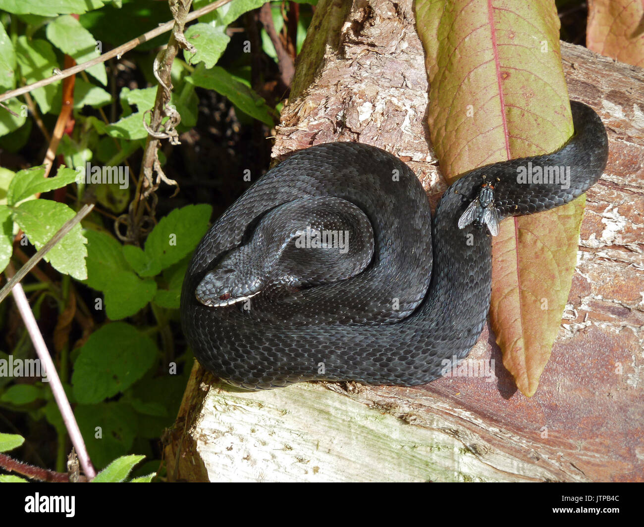 Black adder and fly at Firestone Copse, Isle of Wight, UK Stock Photo ...