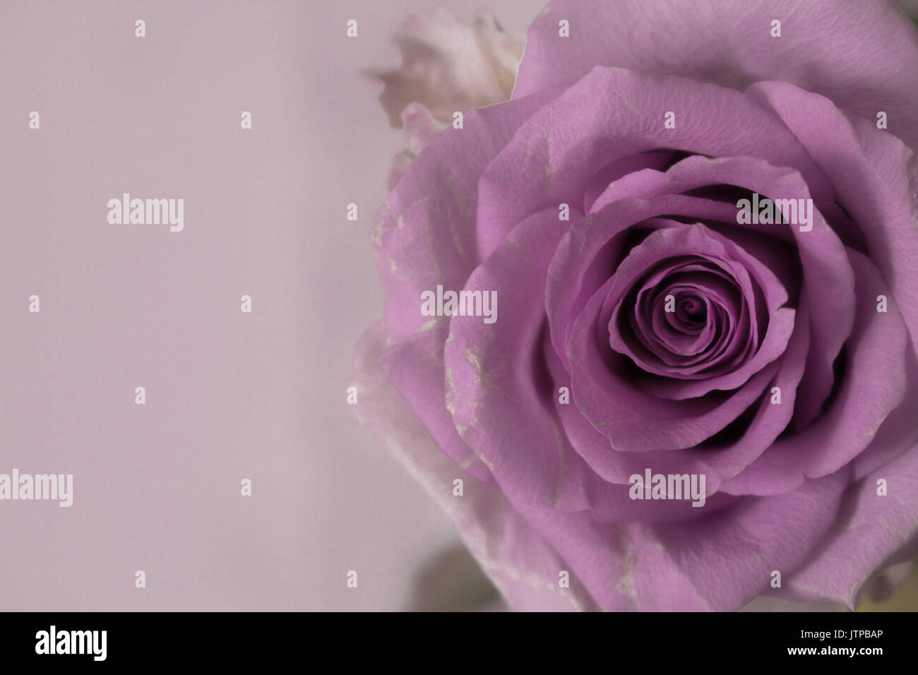 Rose. Beautiful pink rose. Fresh and soft color. Macro Stock Photo - Alamy