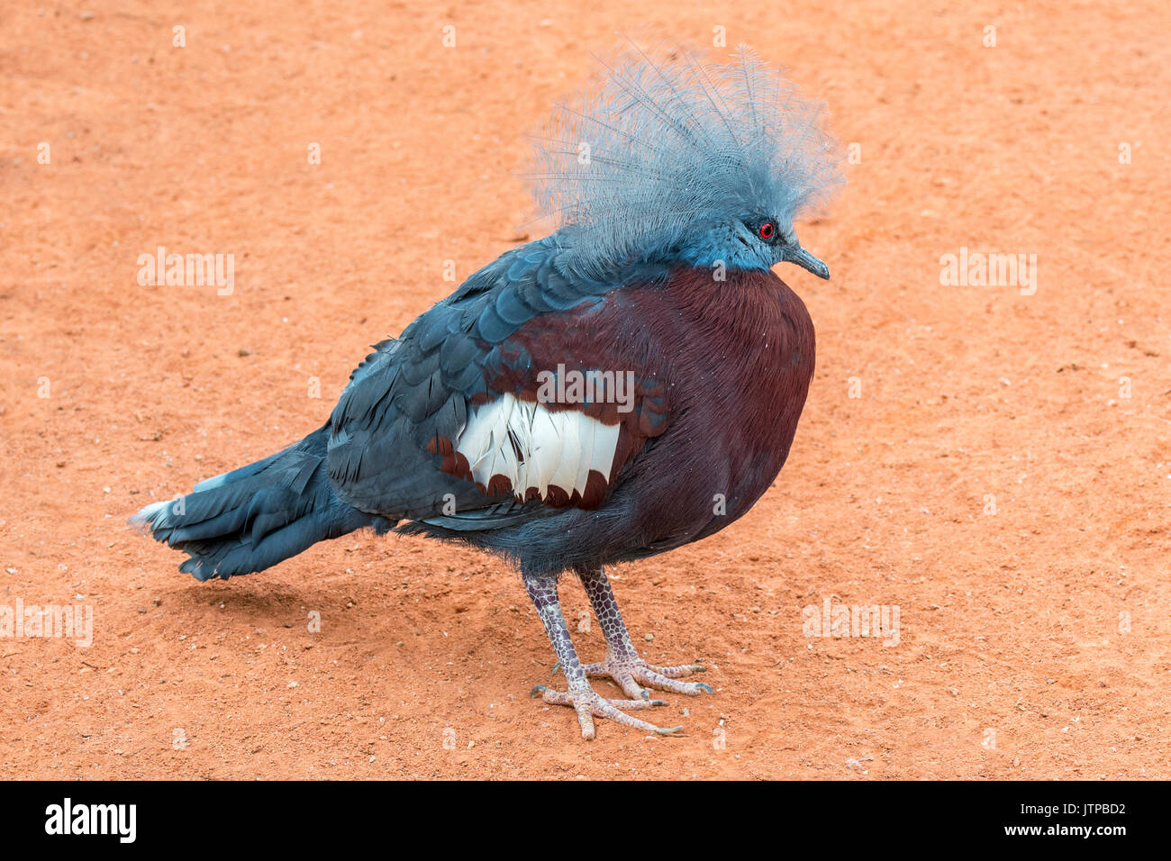 Southern crowned pigeon (Goura scheepmakeri) terrestrial pigeon native ...