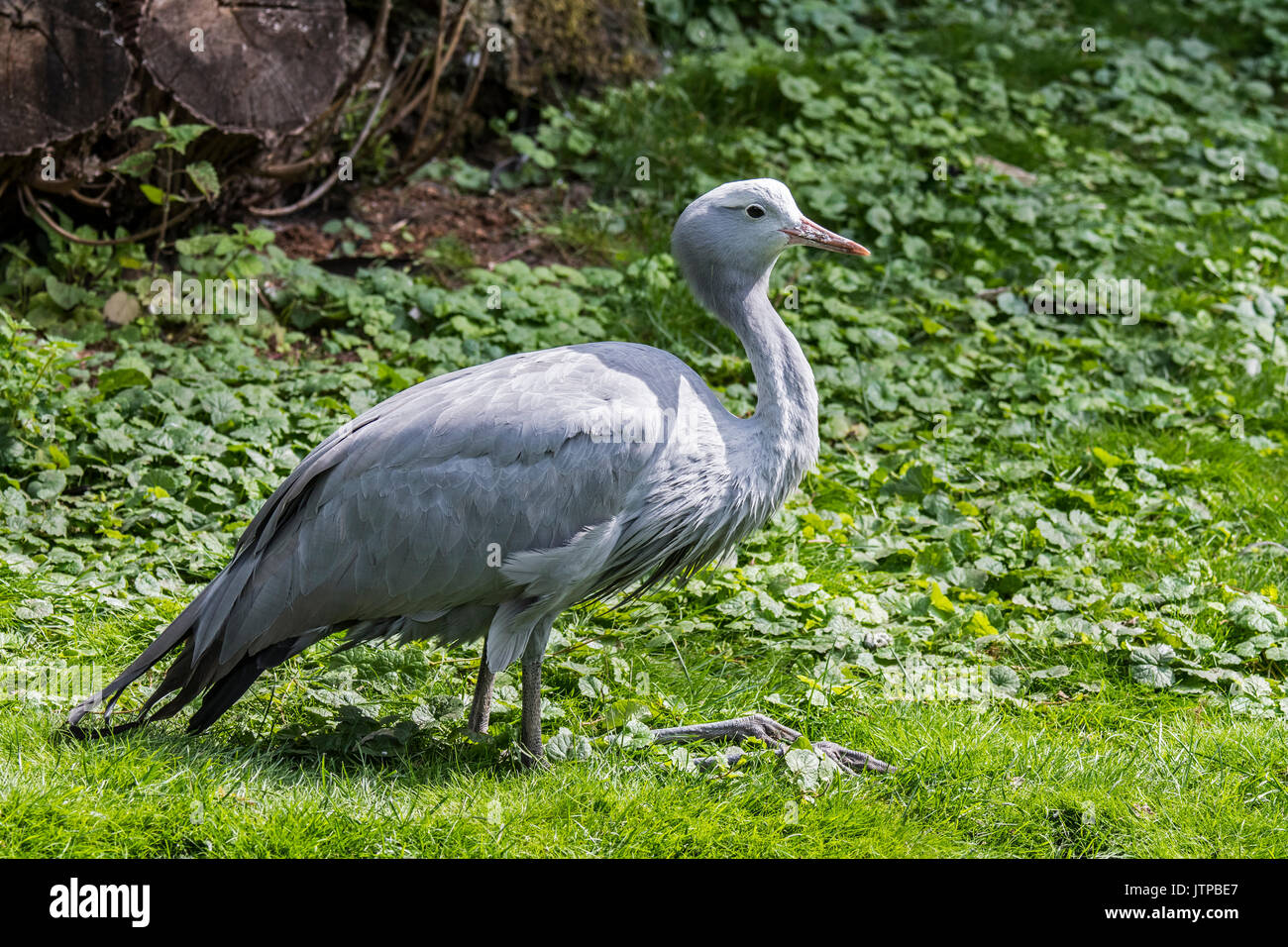 Blue crane / Stanley crane / paradise crane (Grus paradisea) national ...