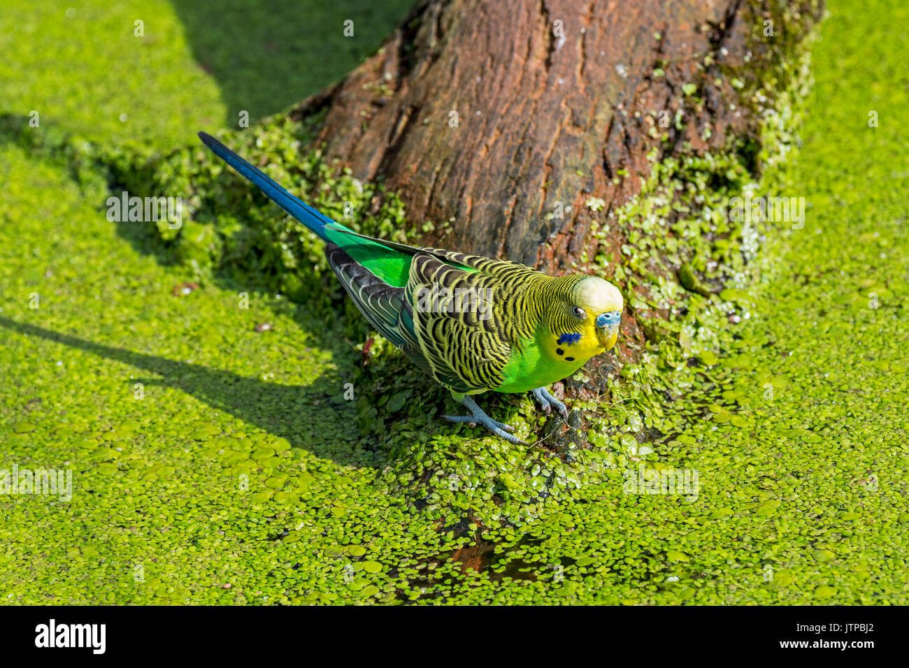 Colourful budgerigar / budgie / common parakeet (Melopsittacus ...