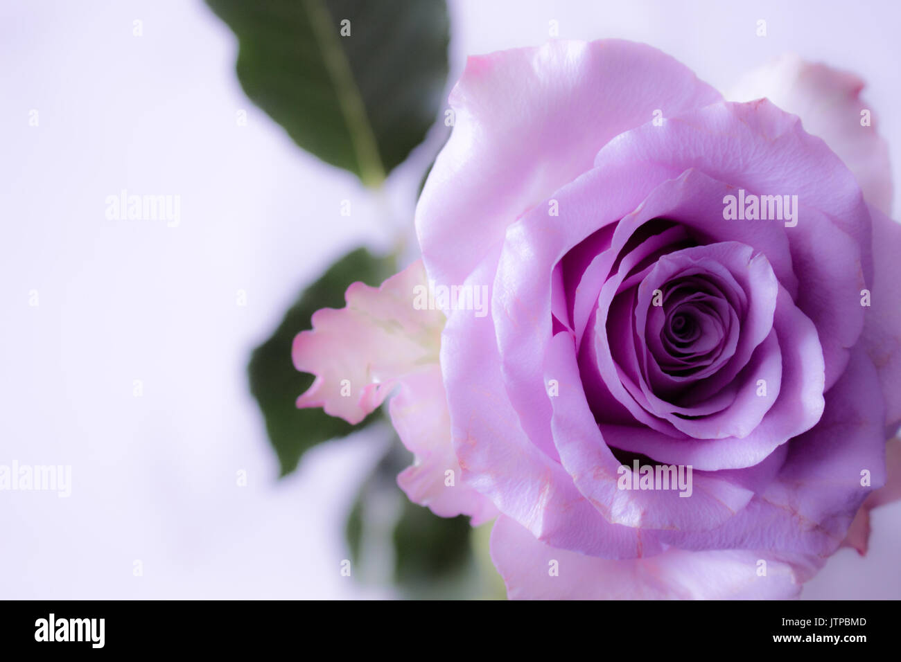 Rose. Beautiful pink rose. Fresh and soft color. Macro Stock Photo - Alamy