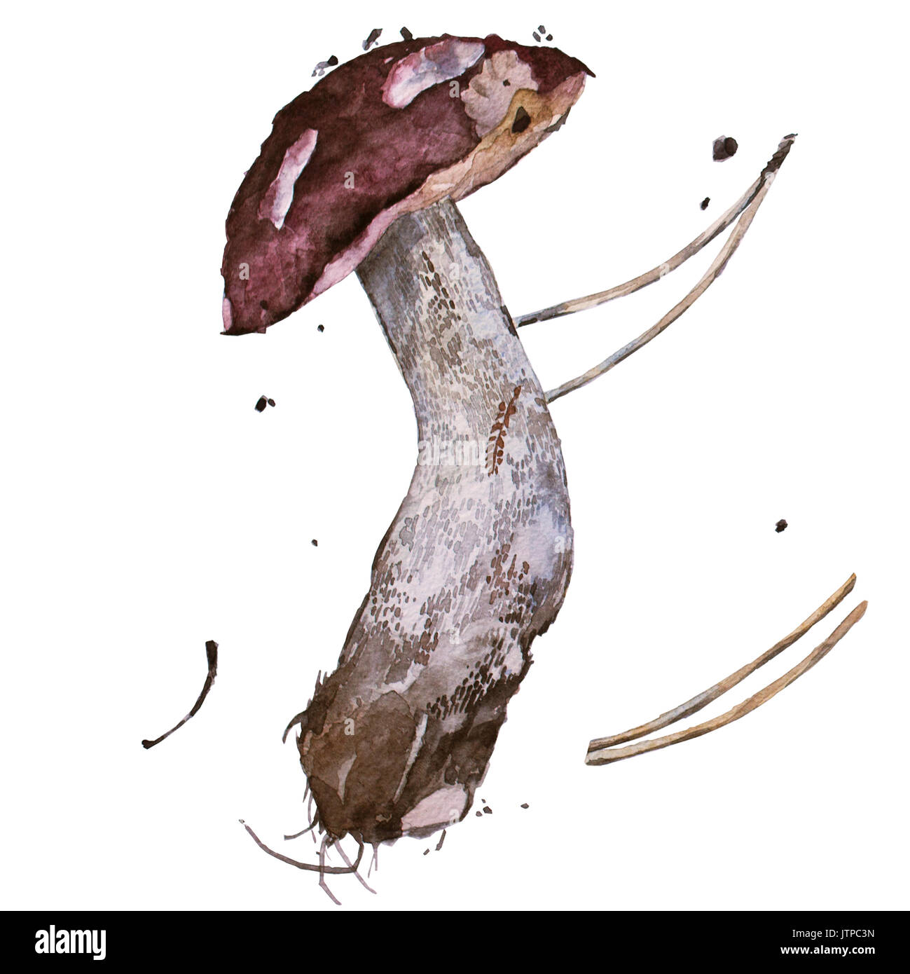 Boletus edulis drawing hi-res stock photography and images - Alamy