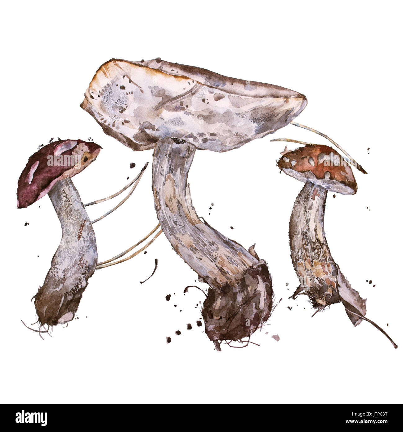 Boletus edulis drawing hi-res stock photography and images - Alamy