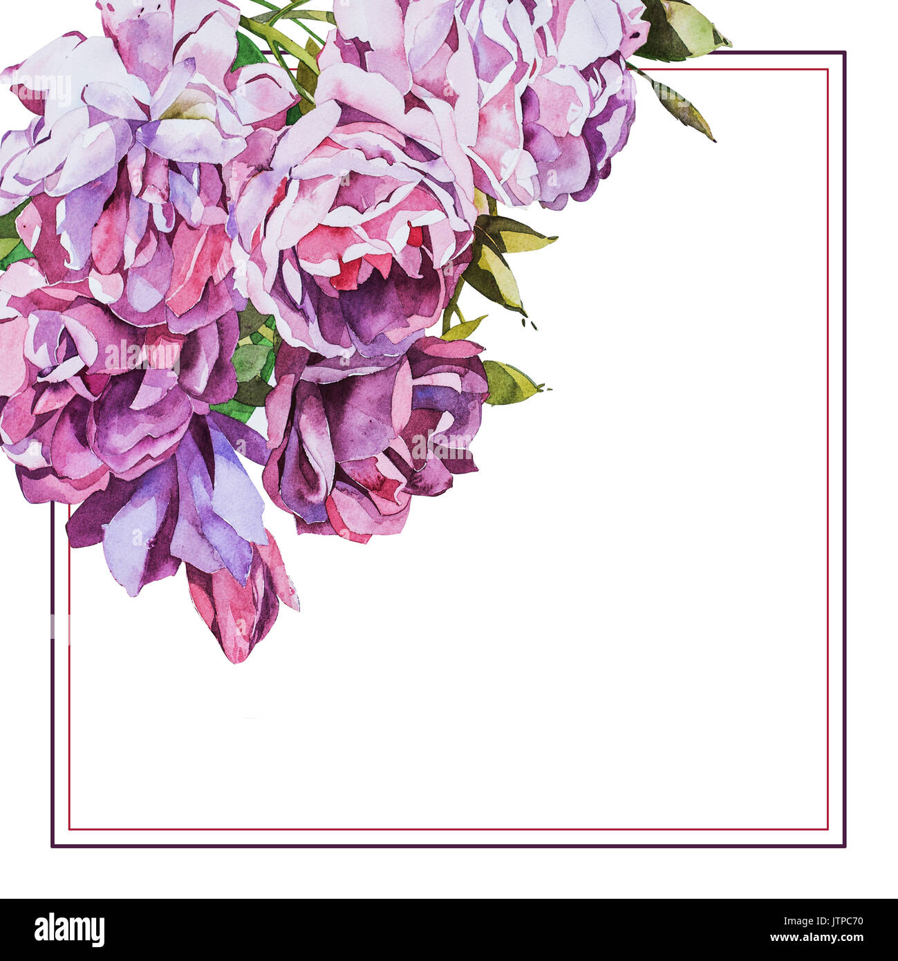 Watercolor flowers Roses Stock Photo - Alamy