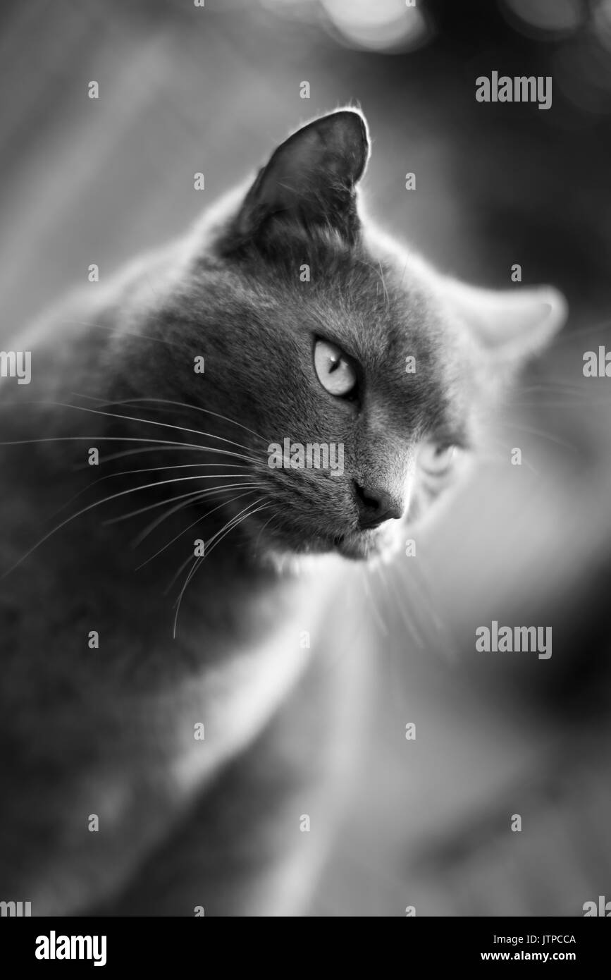 Russian Blue Cross cat posing in the sunlight Stock Photo - Alamy