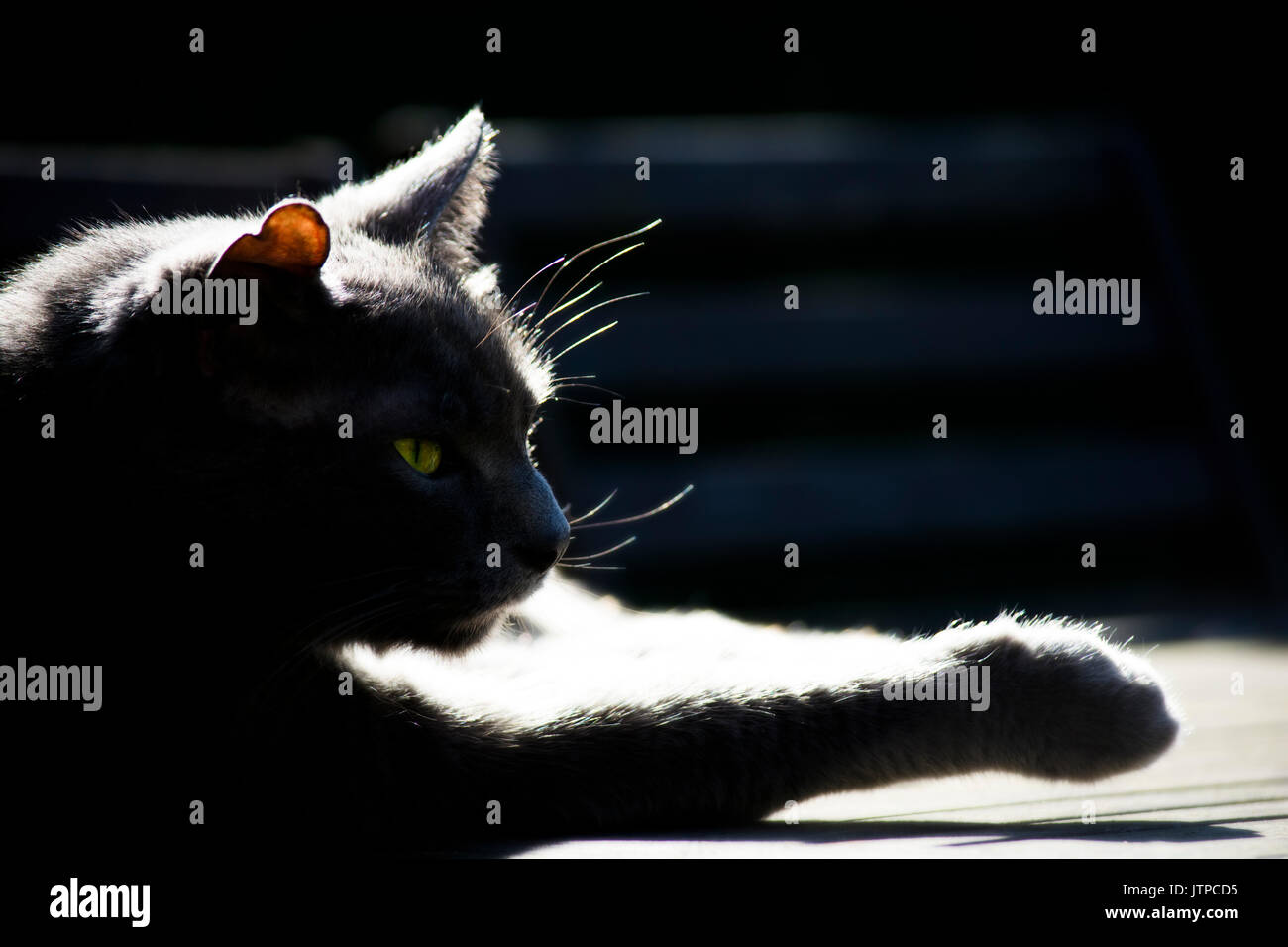 Russian Blue Cross cat posing in the sunlight Stock Photo - Alamy