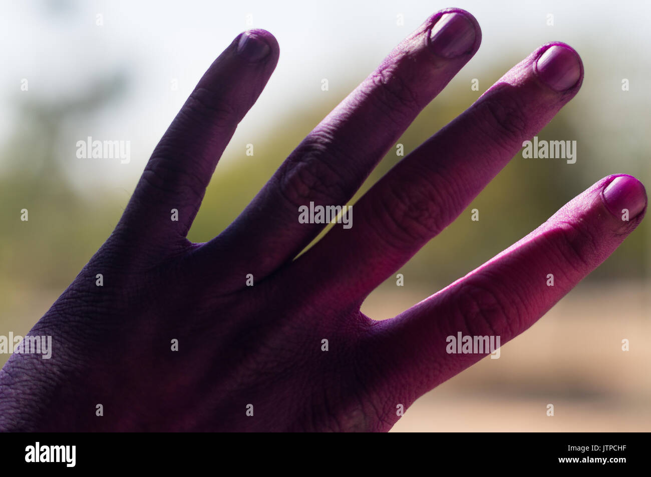 Hand colored purple with dye during the indian festival of Holi ...