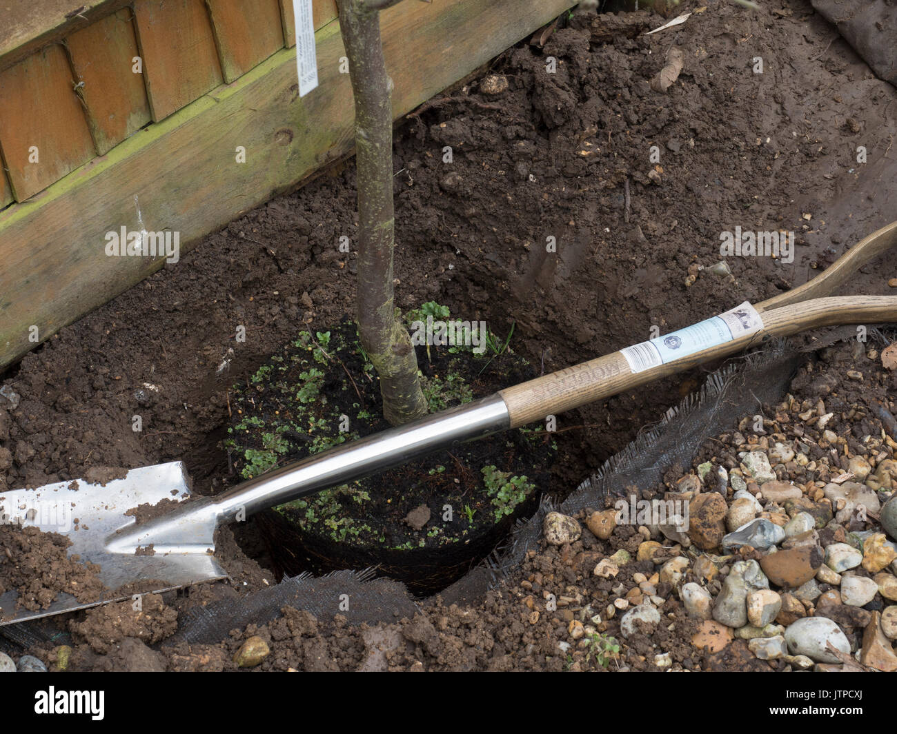 How to plant a plum tree in steps Stock Photo - Alamy