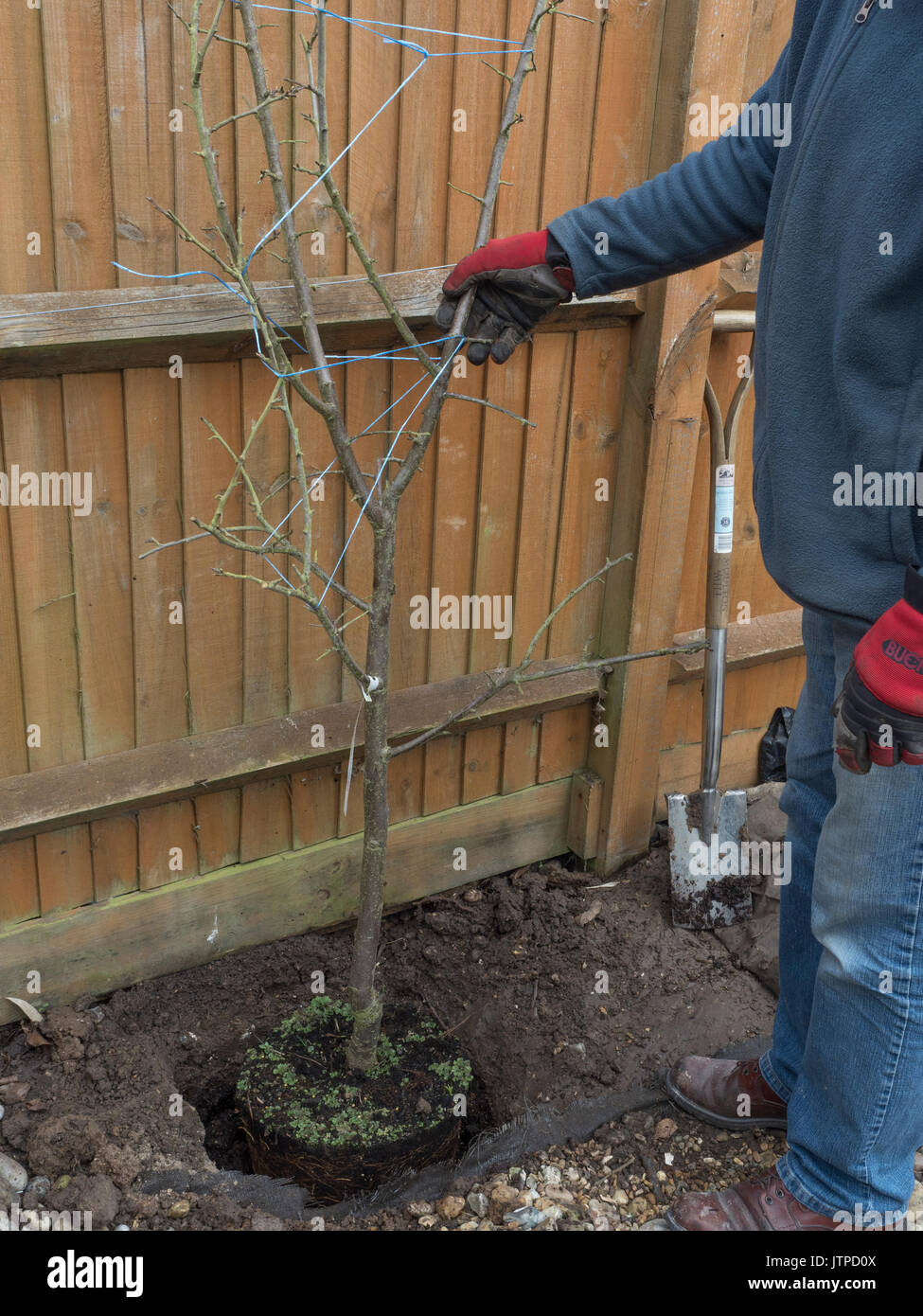 Planting A Plum Fruit Tree High Resolution Stock Photography and Images ...