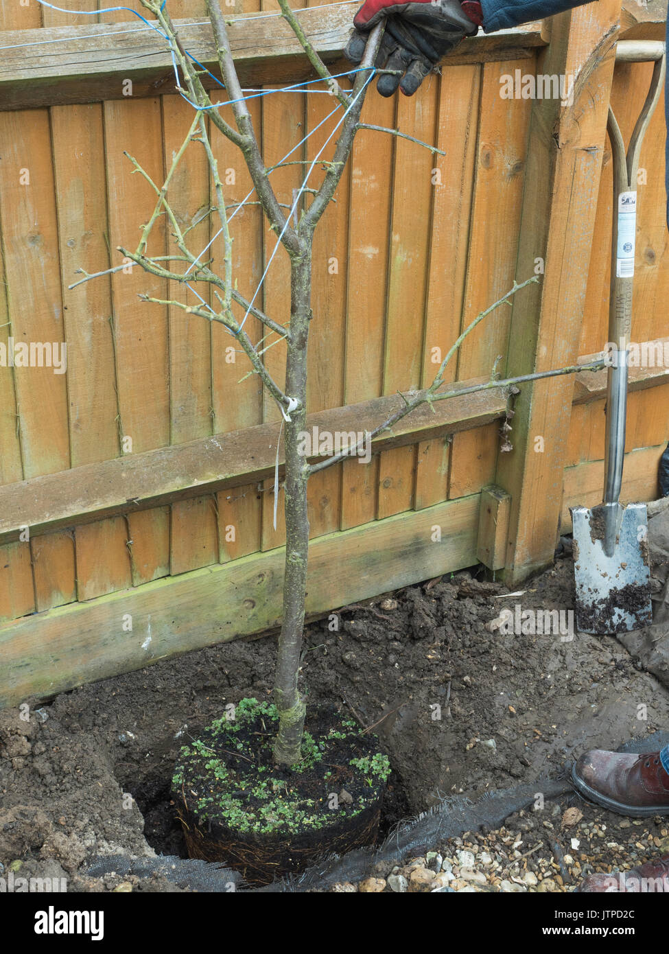 How to plant a plum tree in steps Stock Photo - Alamy