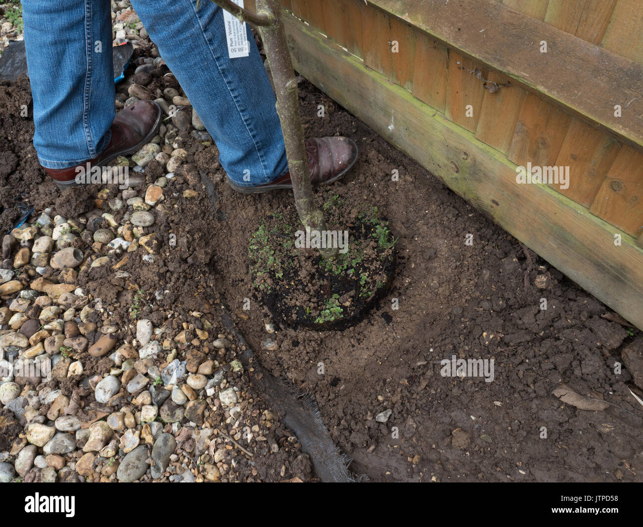 Planting A Plum Fruit Tree High Resolution Stock Photography and Images ...
