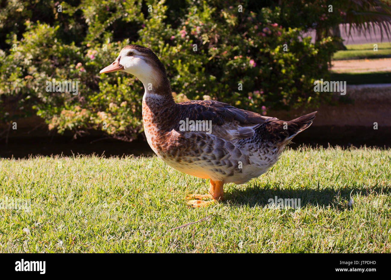 Angry goose isolated hi-res stock photography and images - Alamy