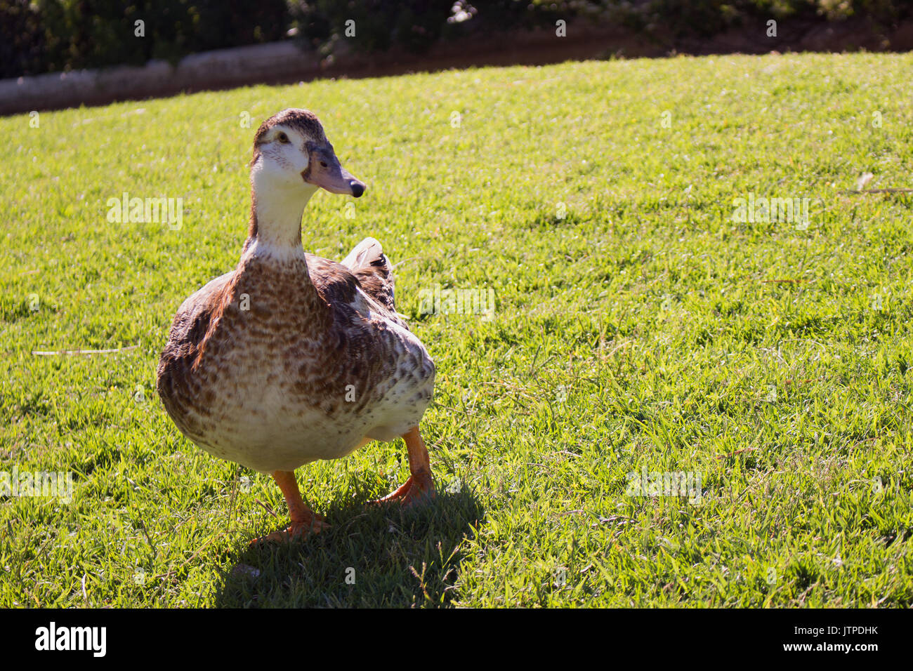 Goose. Beautiful gray bird. Rural domestic animal Stock Photo - Alamy