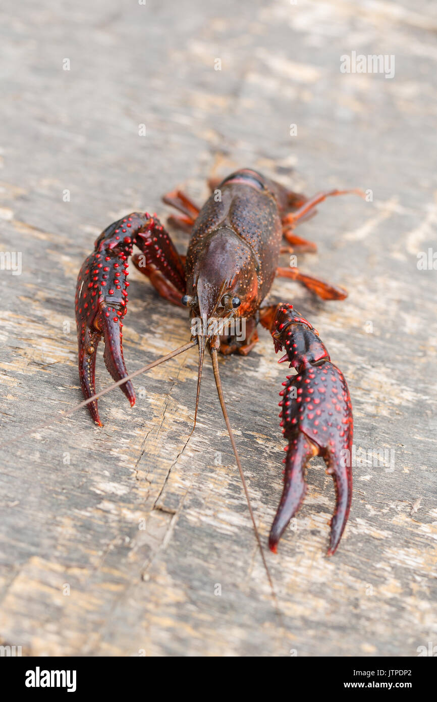 Live crawfish hi-res stock photography and images - Alamy