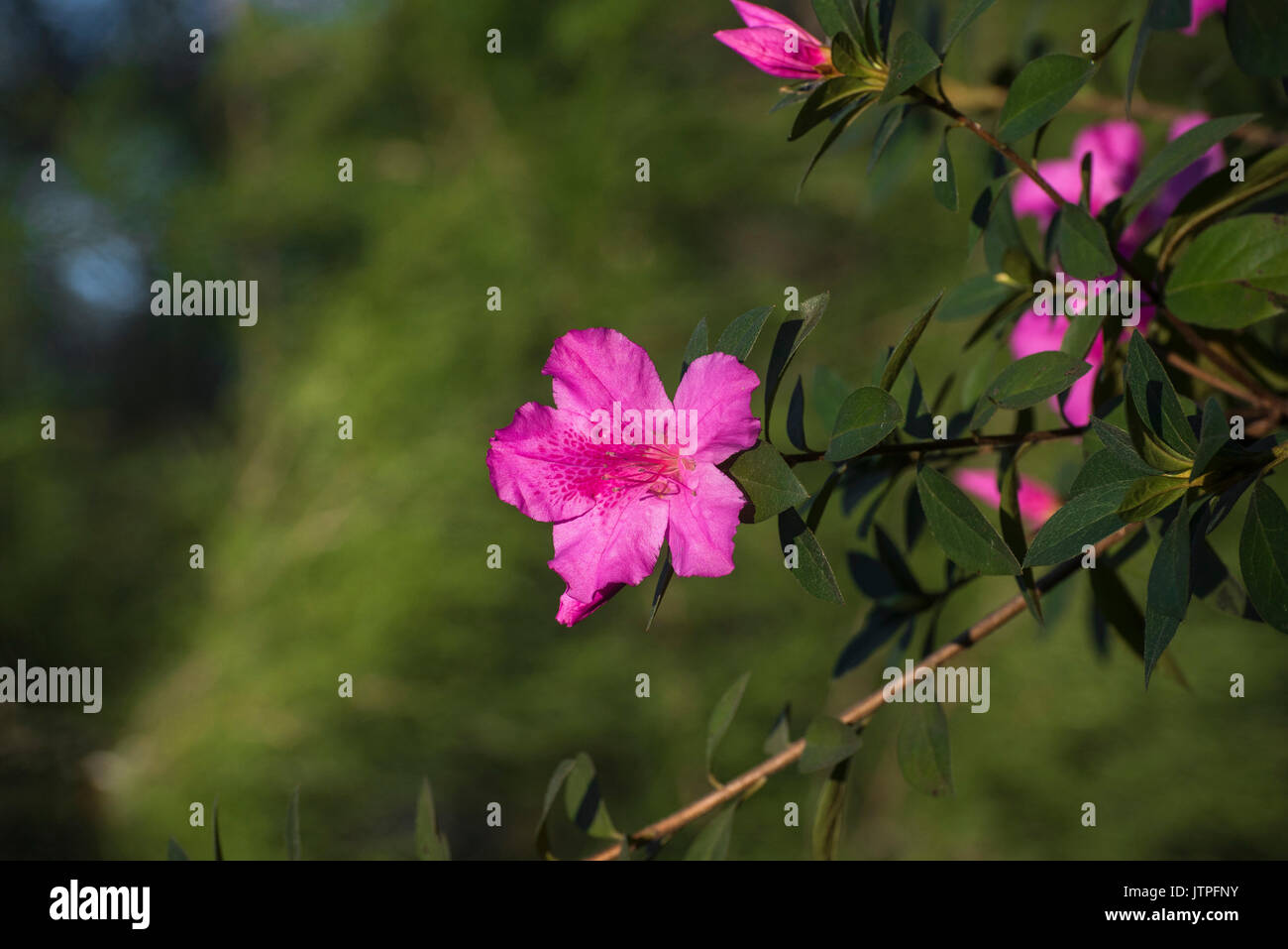 Azalea Bush Flowering in North Florida Stock Photo - Alamy