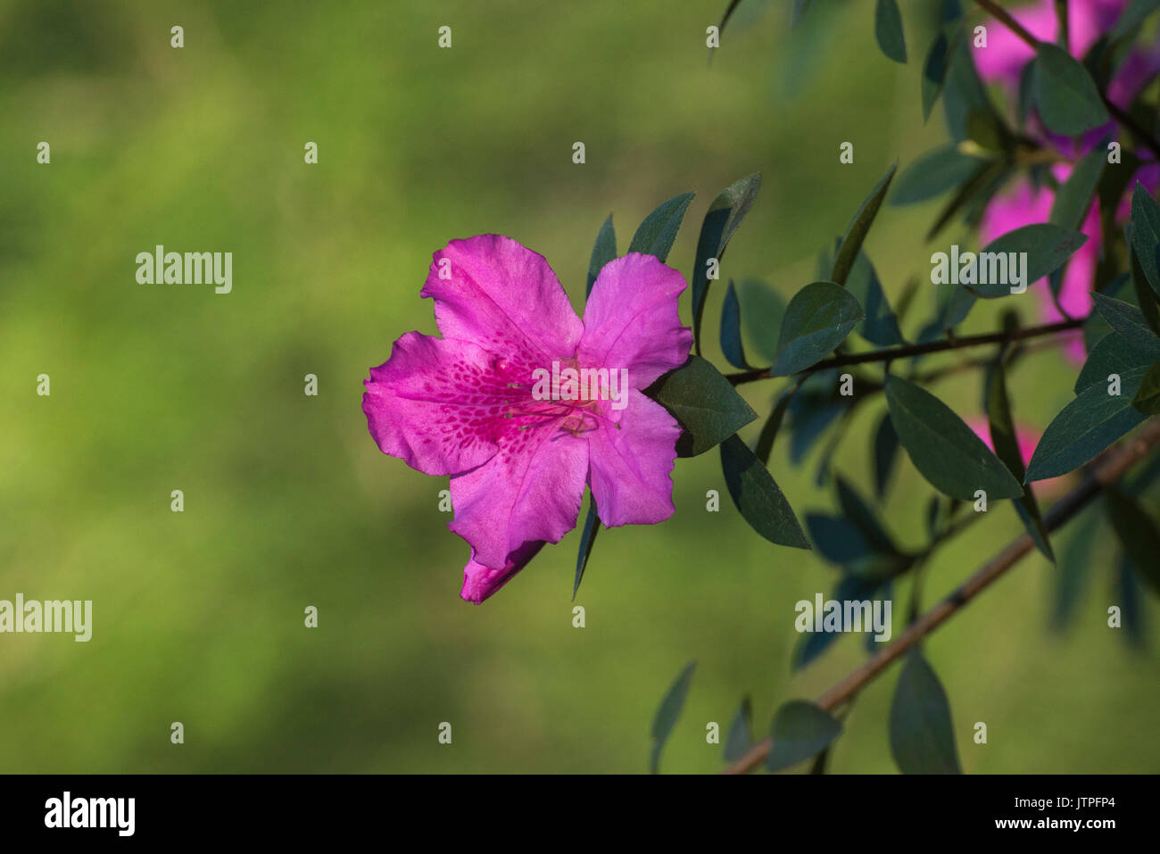 Azalea florida hi-res stock photography and images - Alamy