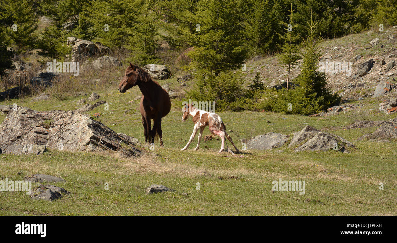 The birth of a stallion in a horse in a natural habitat Stock Photo - Alamy