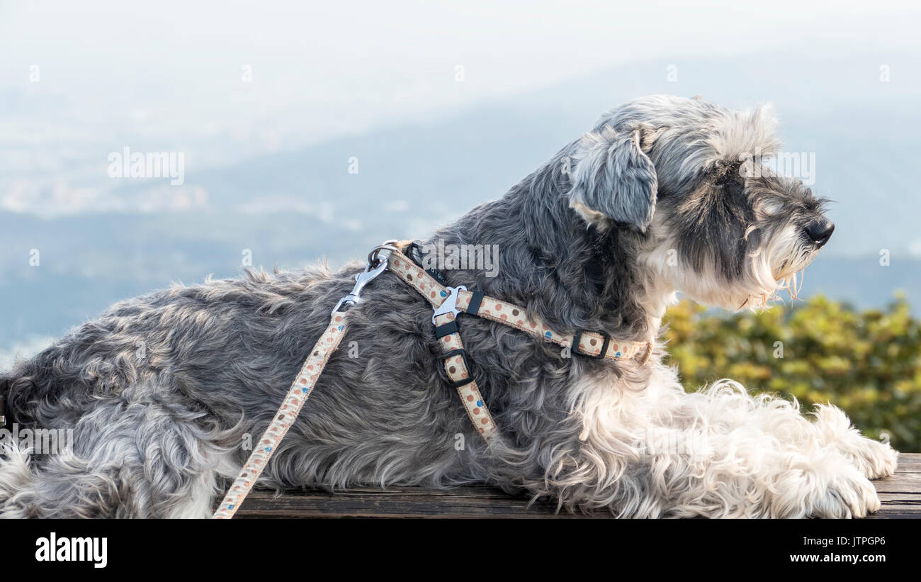 The Sweet Schnauzer dog with funny ears smiles with nice background ...