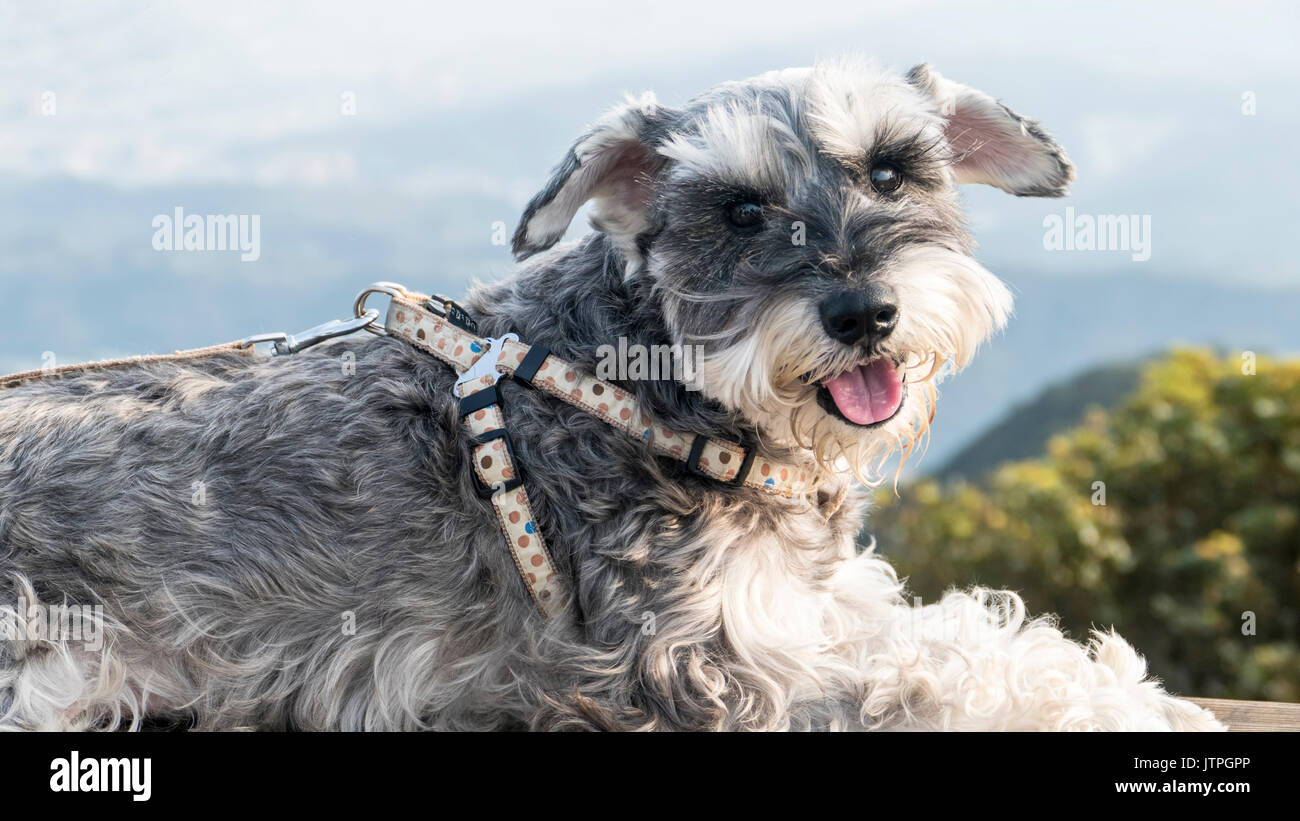 The Sweet Schnauzer dog with funny ears smiles with nice background ...