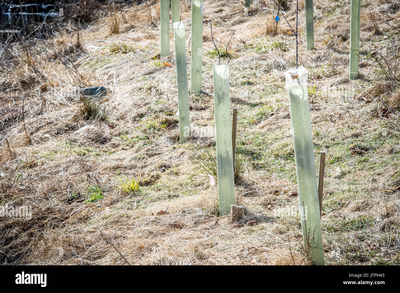 Tree protection saplings hi-res stock photography and images - Alamy