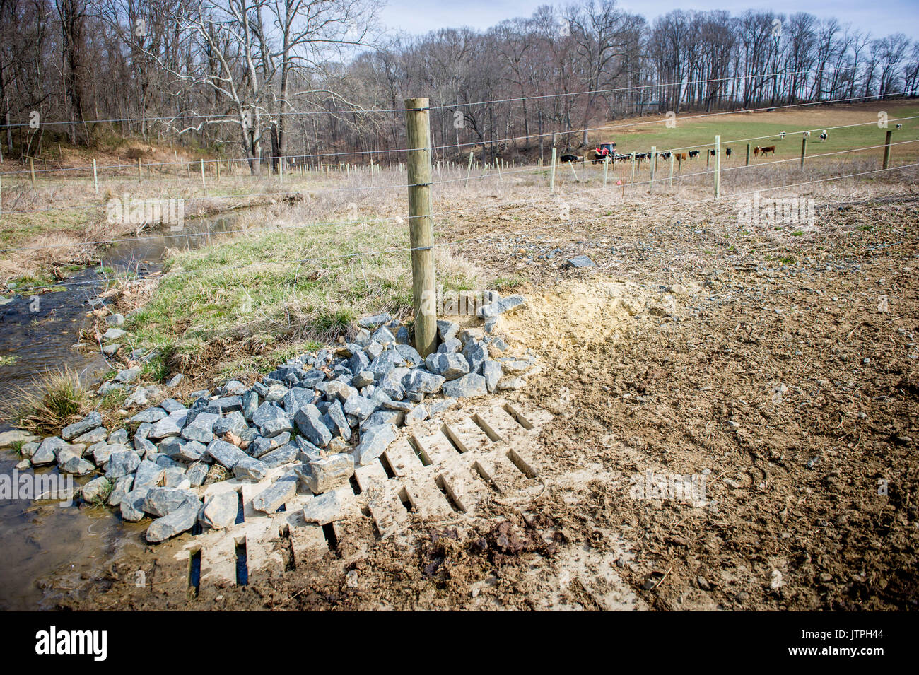 Cattle stream crossing provides passage for dairy cows on farm Stock ...