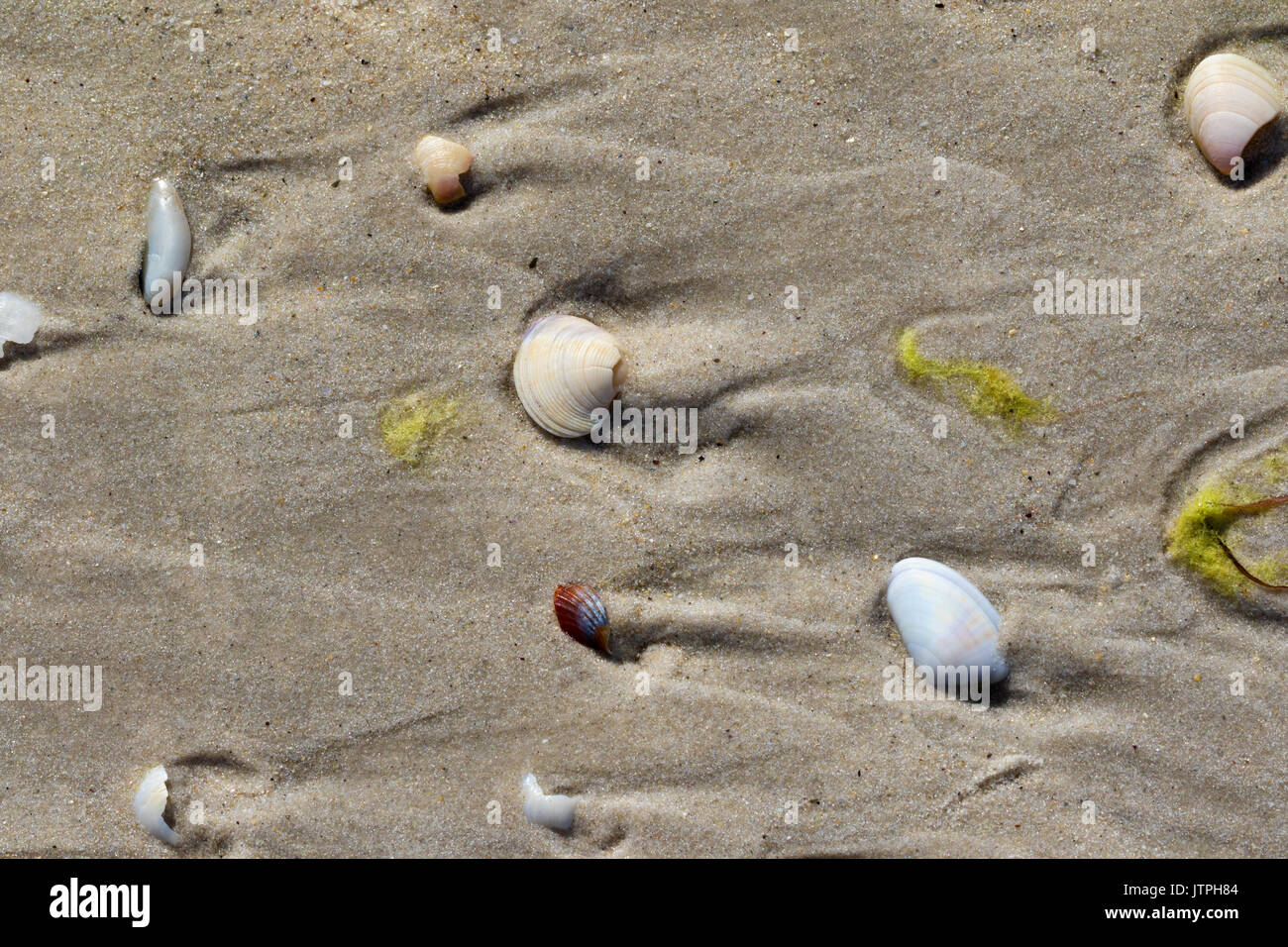 Broken seashells on wet sand with traces of sea waves at summer day ...