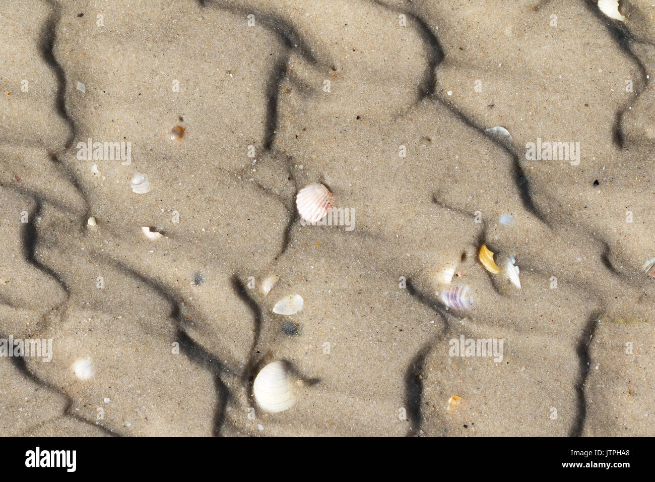 Broken seashells on wet sand beach with traces of waves at summer day ...