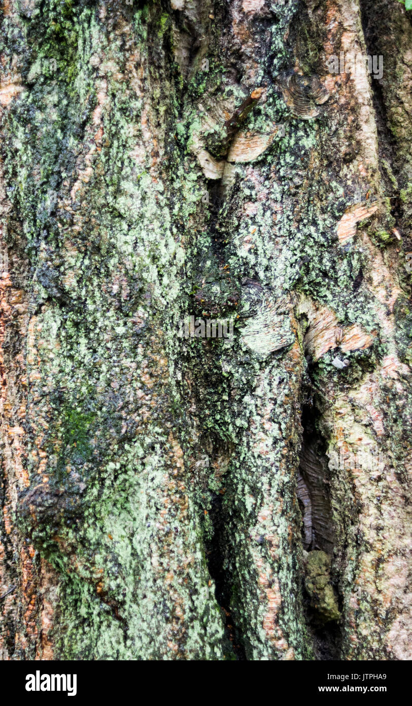 Tree bark algae hi-res stock photography and images - Alamy