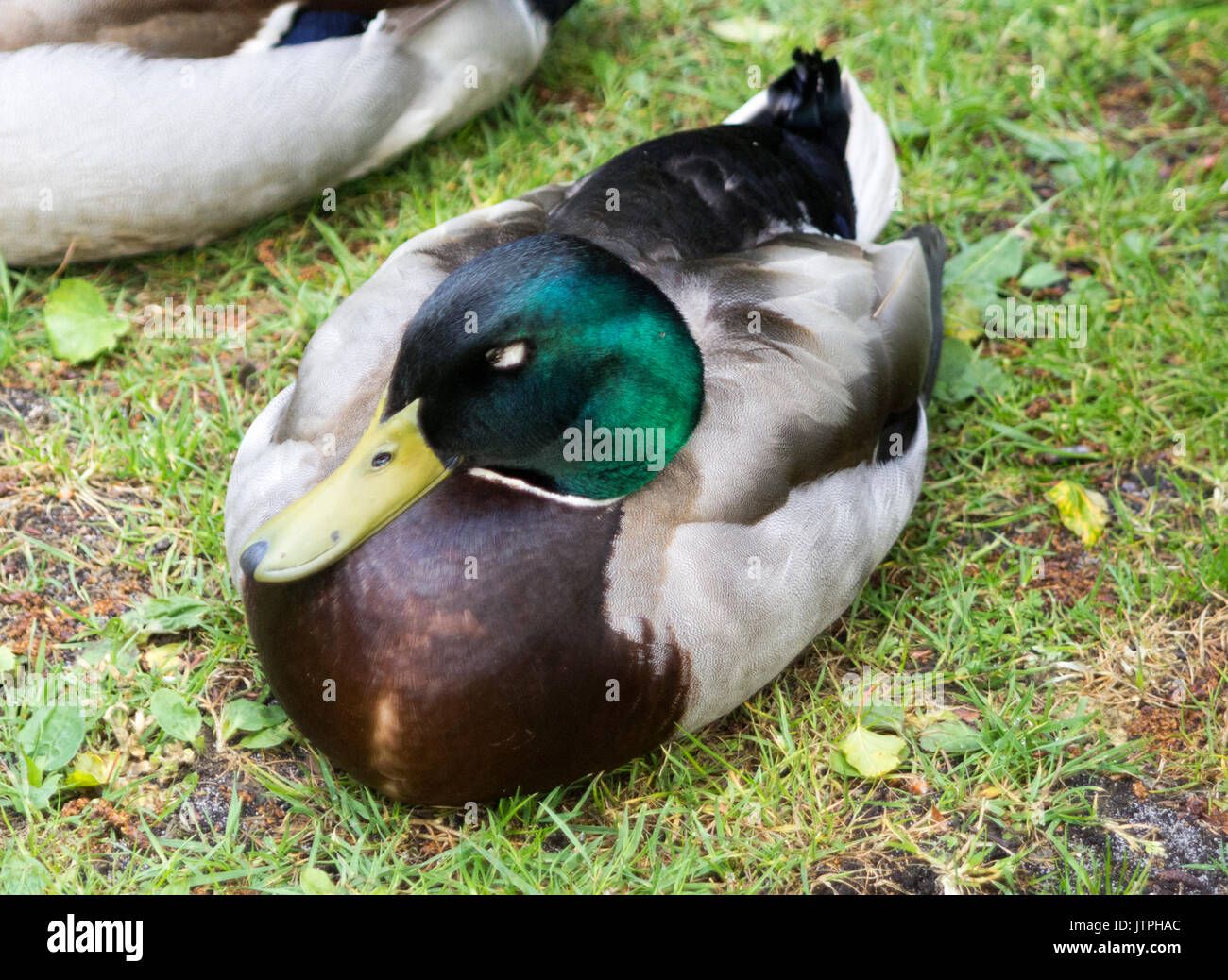 Mallard about to sleep showing second eyelid Stock Photo - Alamy