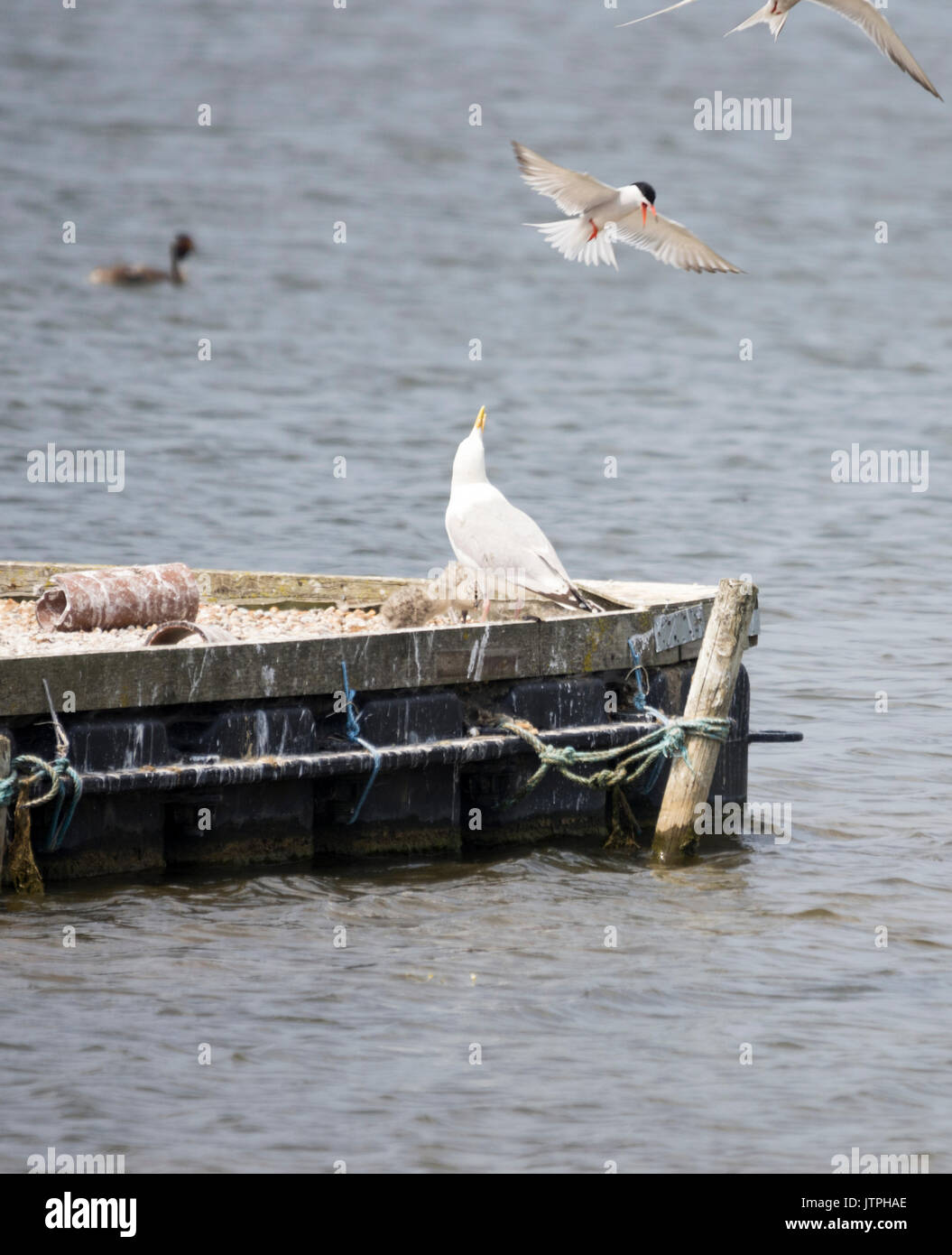 Attacking seagull hi-res stock photography and images - Alamy