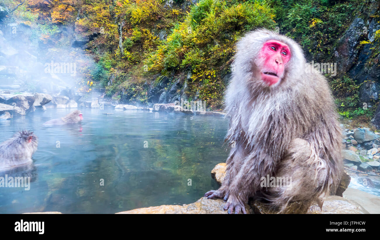 The Snow monkey in hotspring at fall season Stock Photo - Alamy