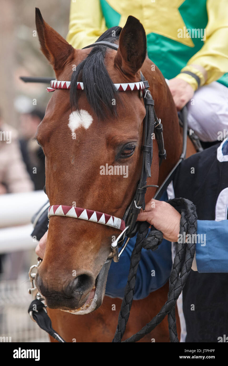 Paddock area hi-res stock photography and images - Alamy