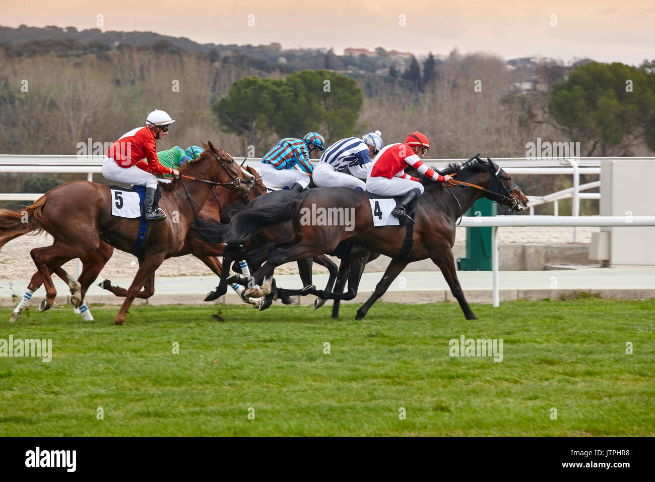 Horse race final rush. Competition sport. Hippodrome. Winner. Speed ...