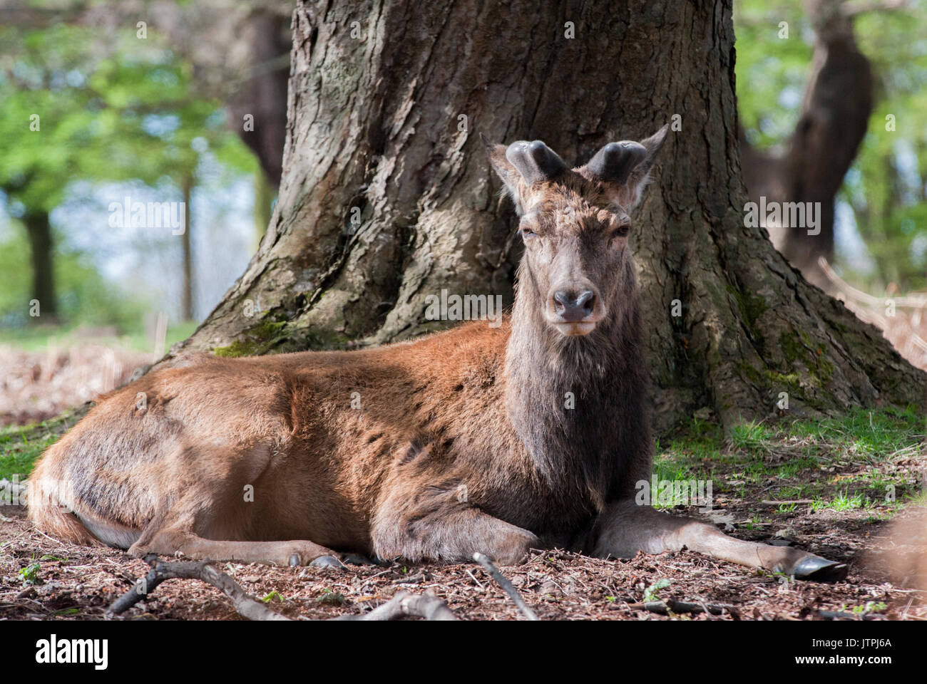 Mammals of great britatin hi-res stock photography and images - Alamy