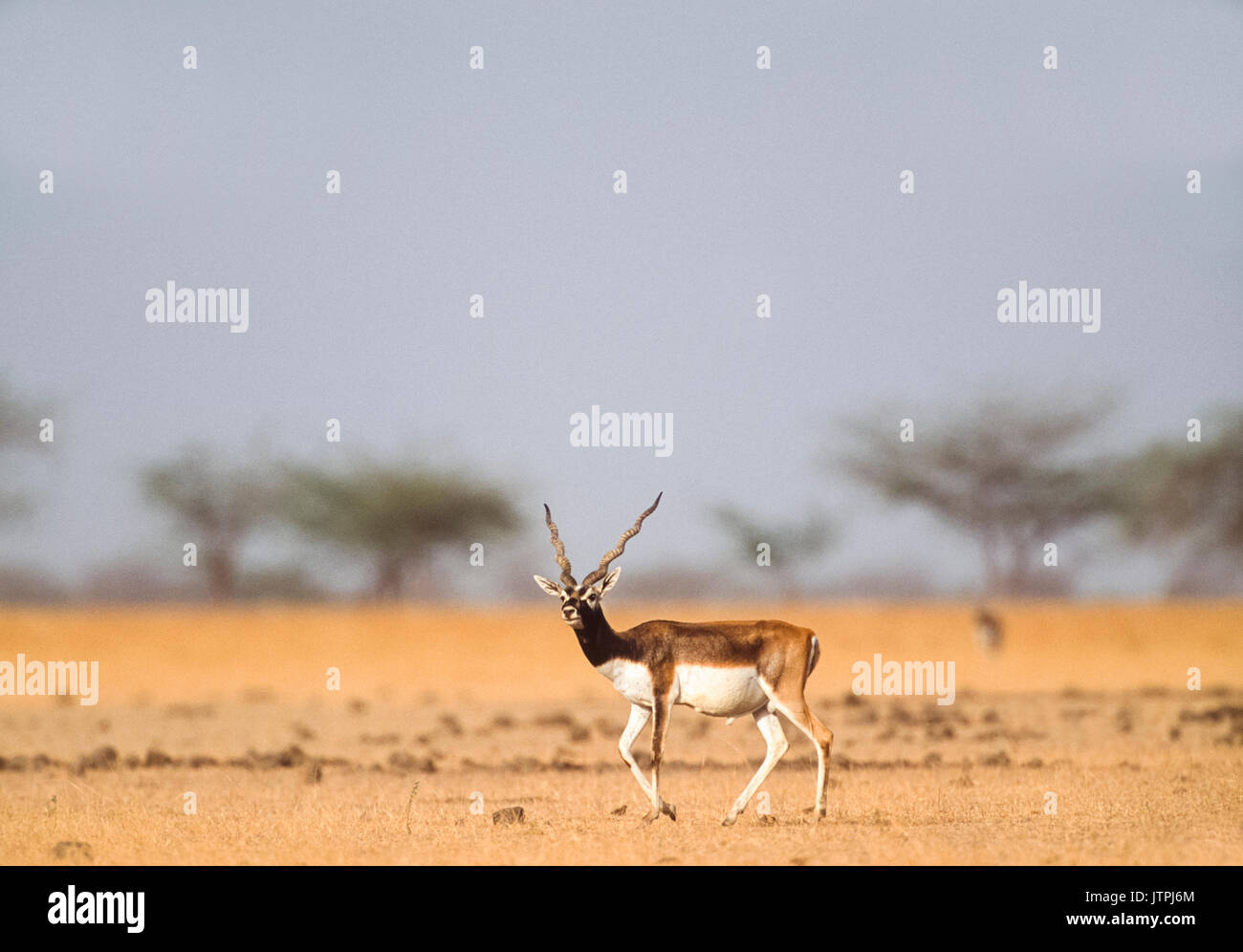 Indian antelope species hi-res stock photography and images - Alamy