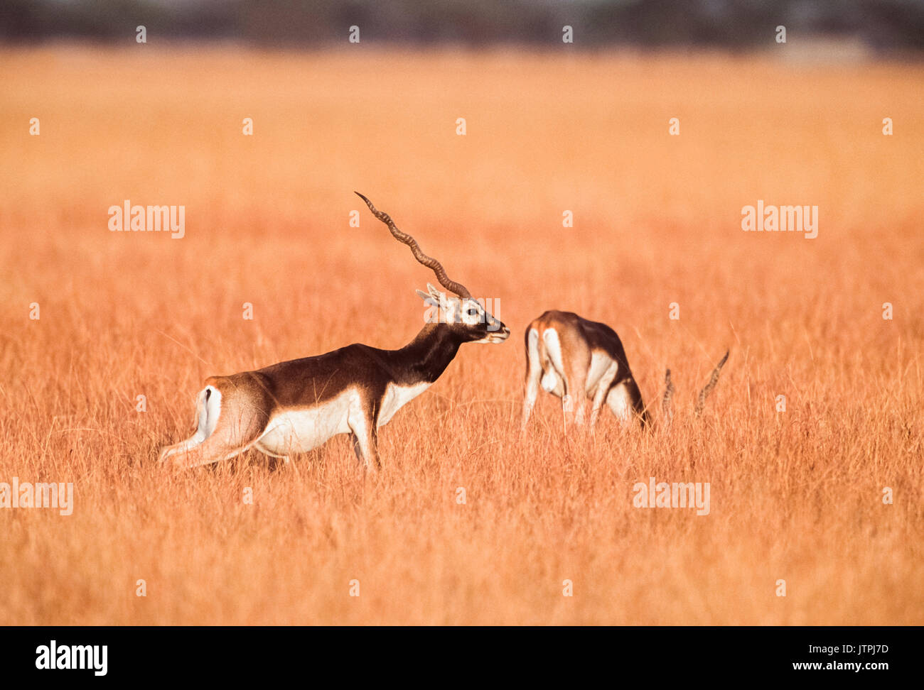 male Indian Blackbuck urinating, also known as Blackbuck or Indian ...