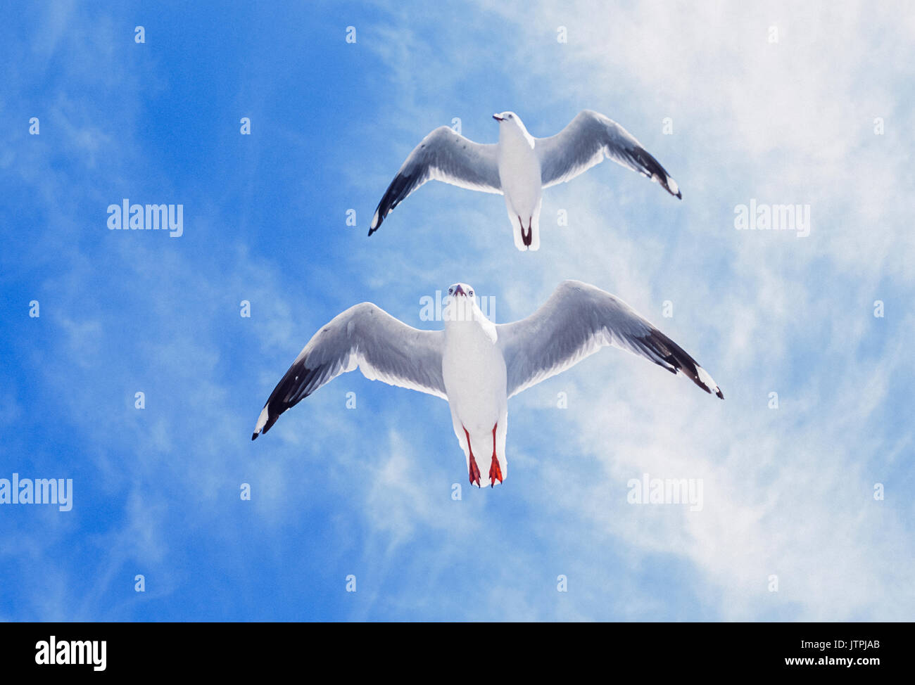 Australian seagull hi-res stock photography and images - Alamy