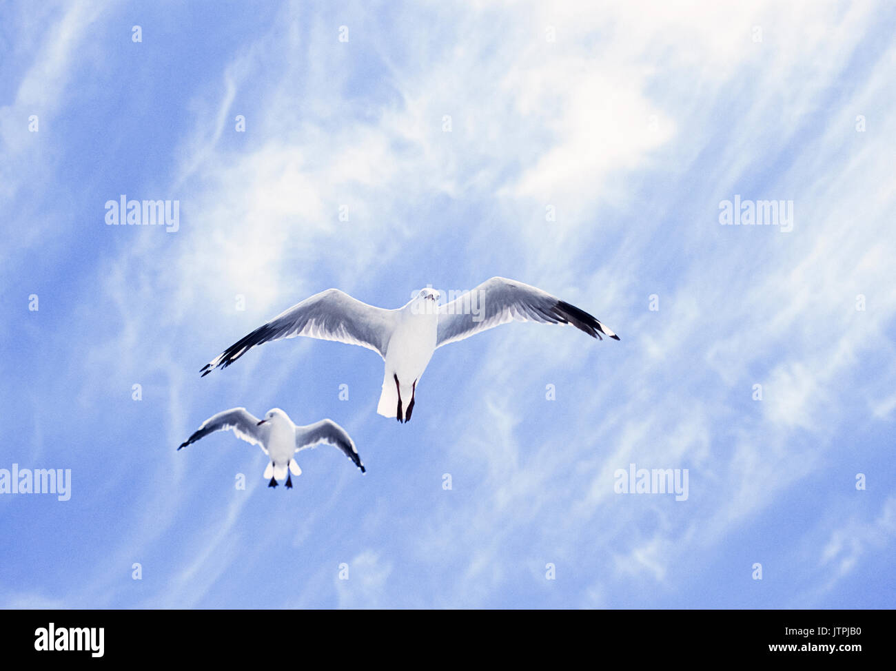 Australian seagull hi-res stock photography and images - Alamy