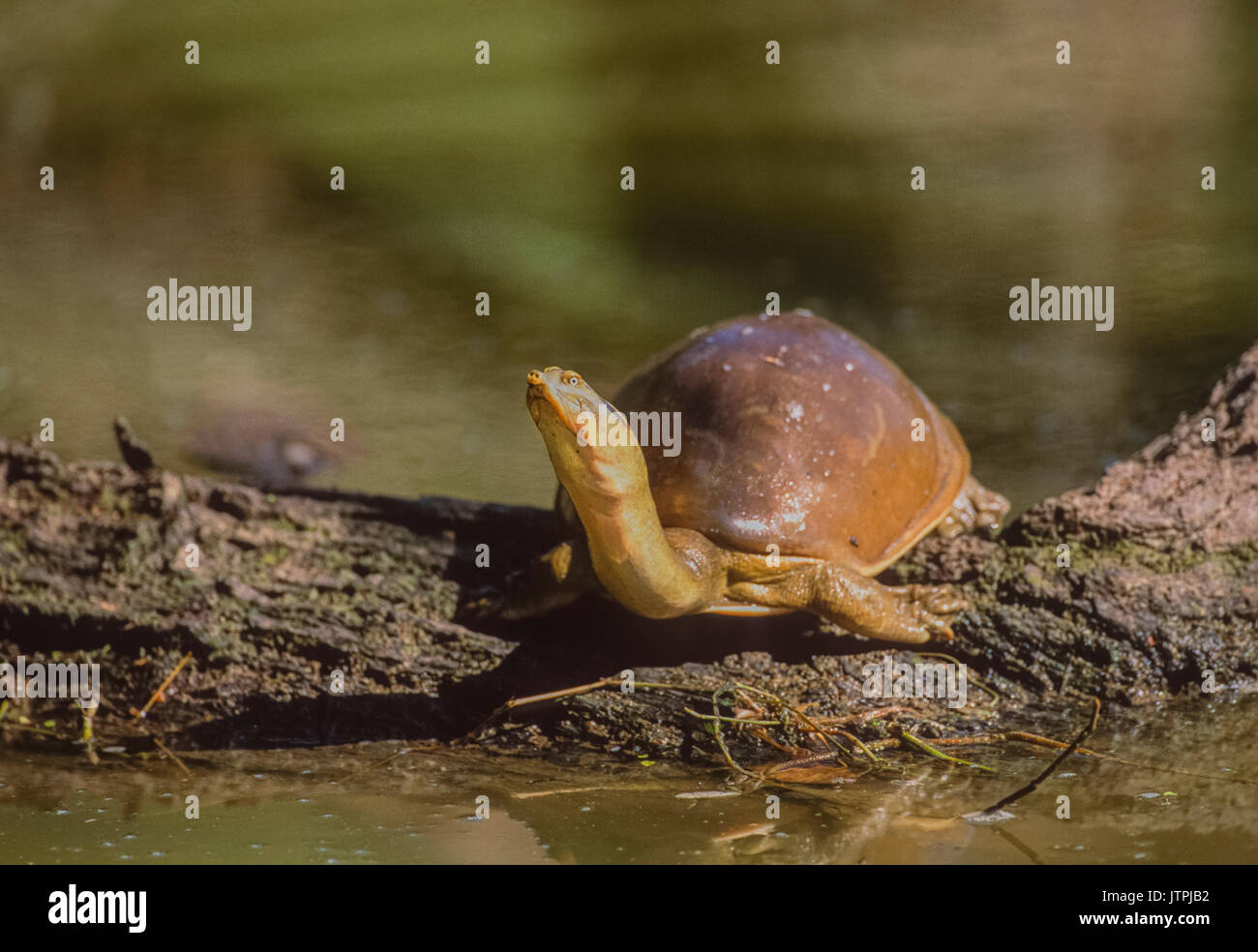 Indian flapshell turtle hi-res stock photography and images - Alamy