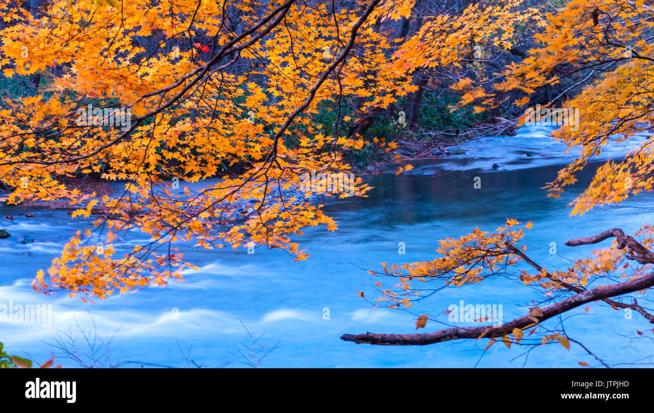 The Mysterious Oirase Stream flowing through the autumn forest in ...